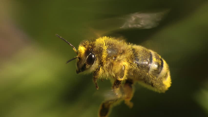 Honey Bee Hovering Extreme Closeup Stock Footage Video (100% Royalty ...