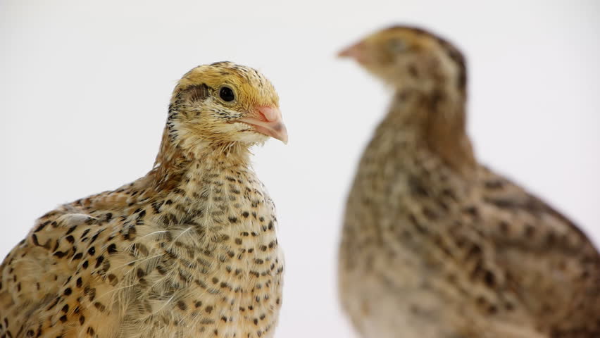 Quail Closeup Isolated On White Stock Footage Video (100% Royalty-free ...