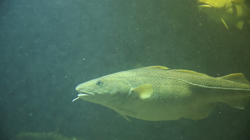 Arctic Cod Fish Swim in Stock Footage Video (100% Royalty-free) 3884459 ...