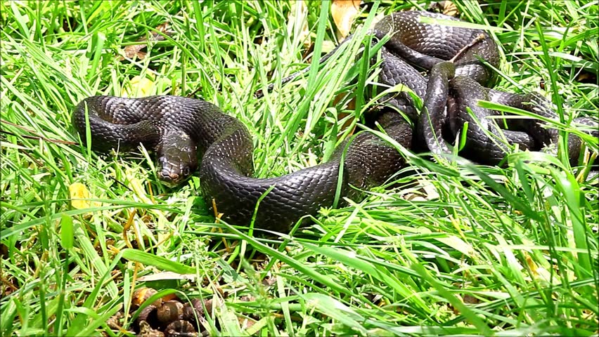 A Large Black Rat Snake In The Grass Stock Footage Video 3884231 ...