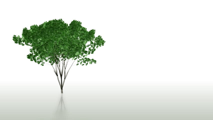 Tree Growing Time-lapse with Leafs Stock Footage Video (100% Royalty ...