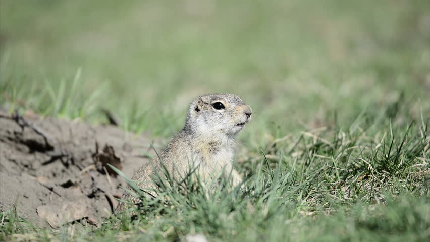 Stock video of gopher | 3918419 | Shutterstock