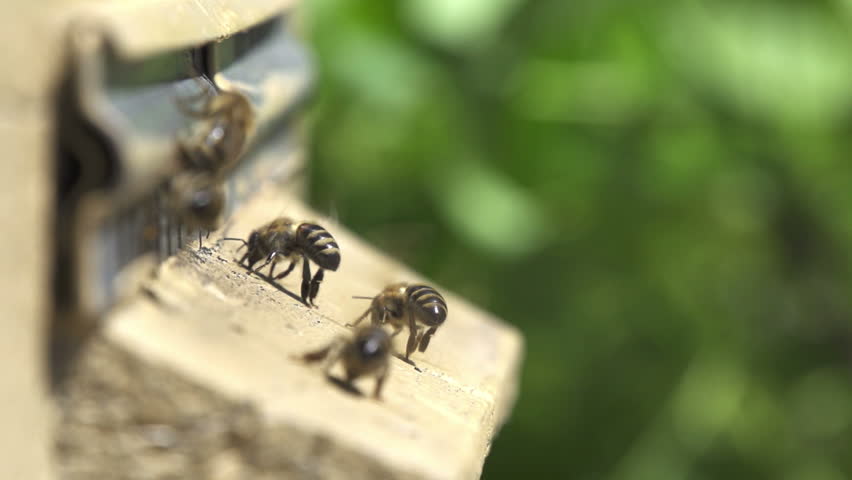 Honey Bees Swarming and Flying Stock Footage Video (100% Royalty-free ...
