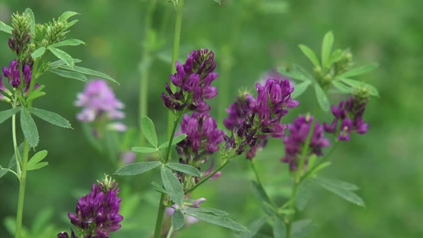 Medicago Sativa, Alfalfa, Lucerne In Bloom. Alfalfa Is The Most ...