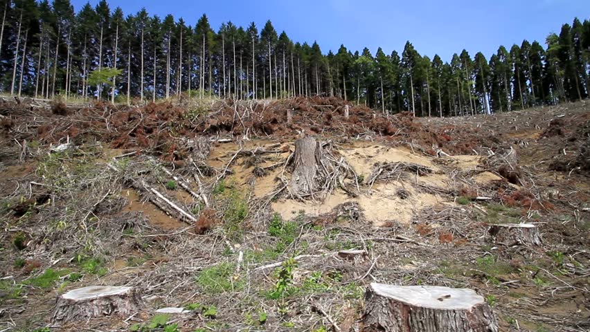 Deforested Stock Video Footage - 4K and HD Video Clips | Shutterstock