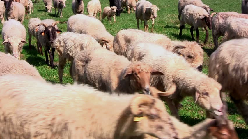Sheep Walking On Sheep-run Stock Footage Video (100% Royalty-free ...