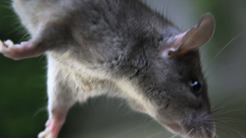 Mouse Trapped By His Tail Stock Footage Video (100% Royalty-free ...