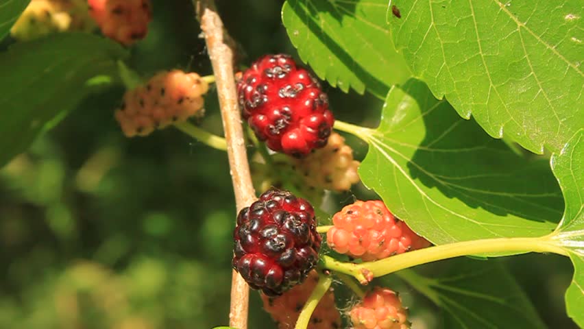 Ripe Mulberry with Big Green Stock Footage Video (100% Royalty-free ...