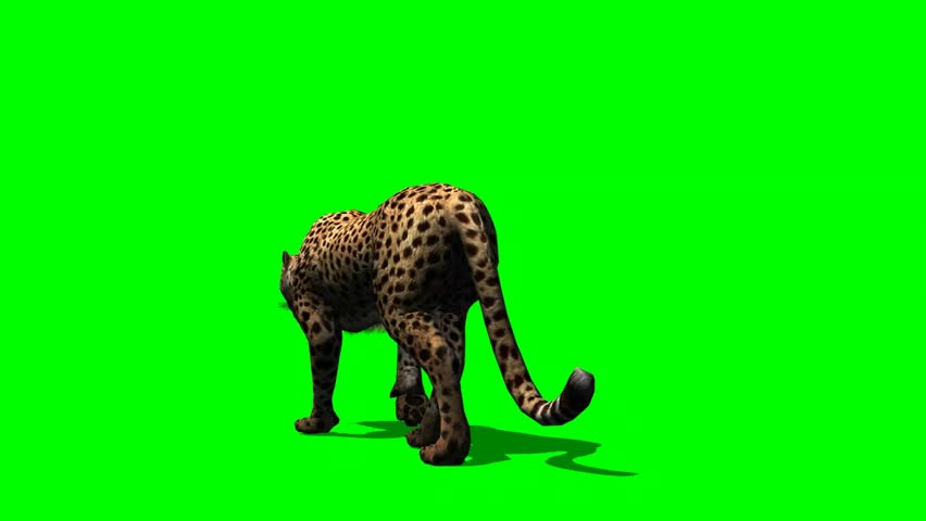 Cheetah Animal Walk Animal Green Screen Video Footage Stock Footage ...