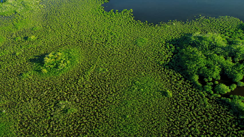 Stock video of aerial view showing distinct ecosystems of | 4237079 ...