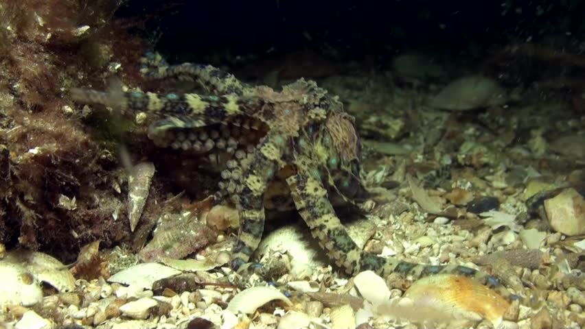 Blue Ring Octopus Crawling Around Stock Footage Video 4322333 ...