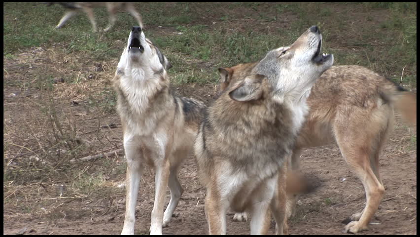 Wolf Stock Footage Video | Shutterstock
