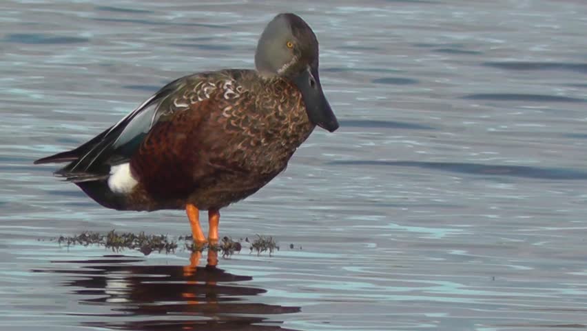 Hardhead Ducks (Aythya Australis) - The Only True Diving Ducks Found In ...