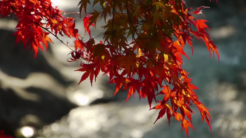 Arkivvideo japanese maple trees over river in | 4412339 | Shutterstock