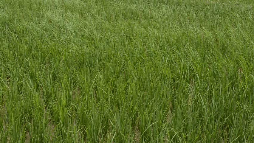 Green Crops in the Field Stock Footage Video (100% Royalty-free ...