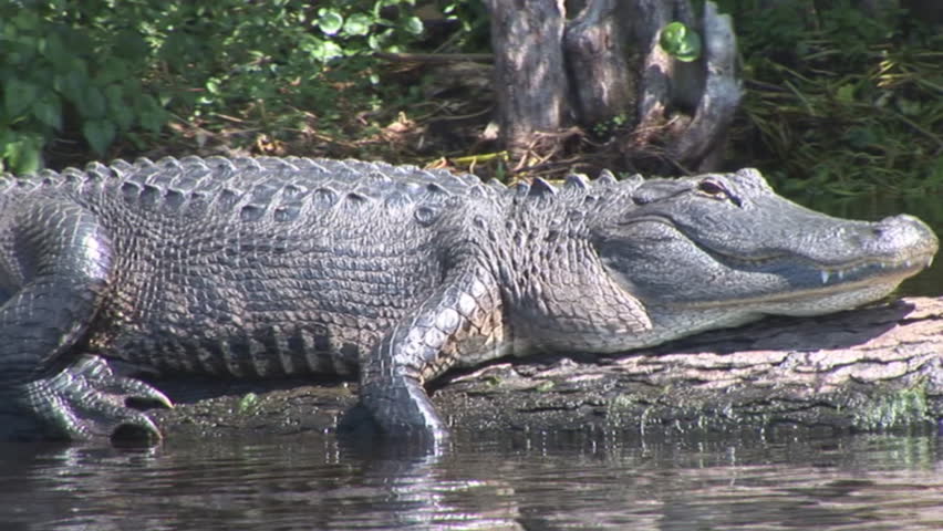 American Alligator Jumping Off Log Stock Footage Video (100% Royalty ...