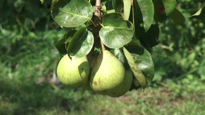 Stock video of european pear tree with fruit - | 4526939 | Shutterstock