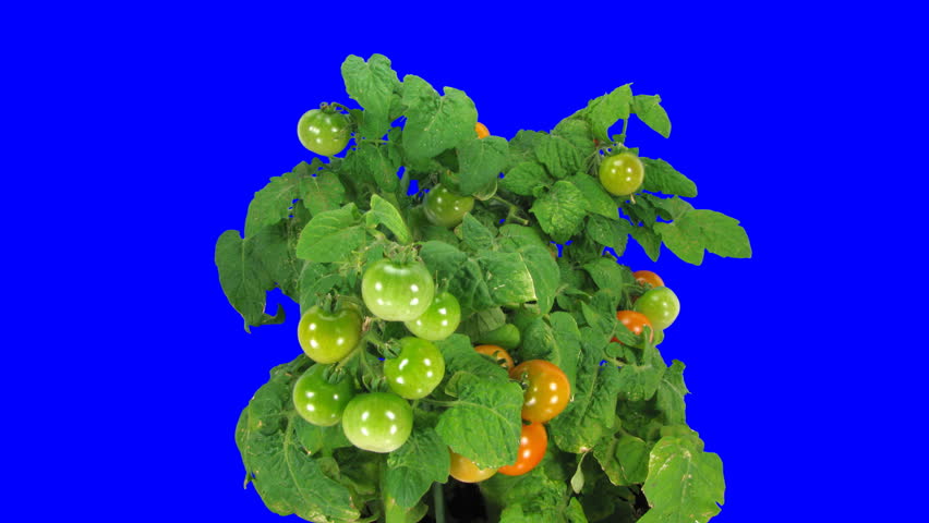 Stock video of time-lapse of growing ripening falling tomato | 460339 ...
