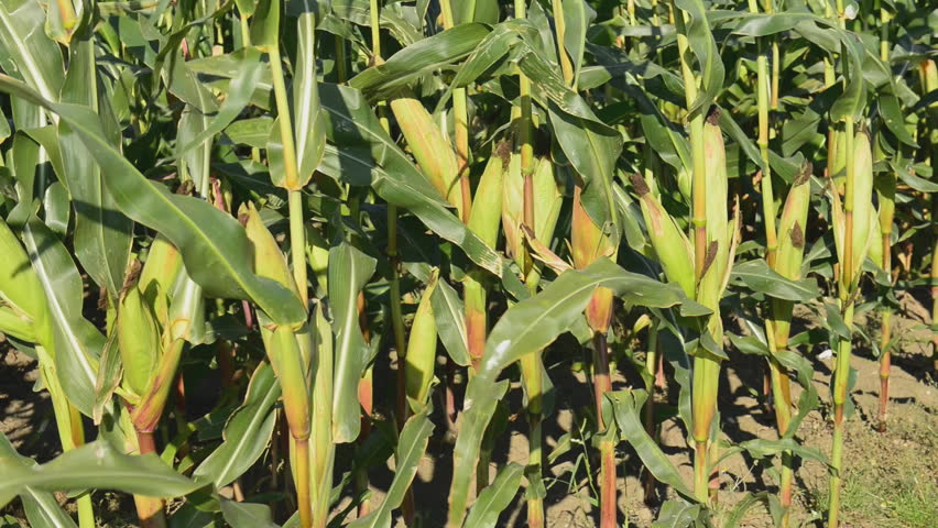 Corn Field Stock Footage Video | Shutterstock