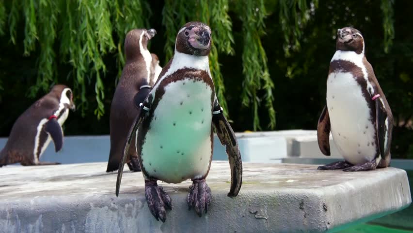 Humboldt Penguin image - Free stock photo - Public Domain photo - CC0 ...