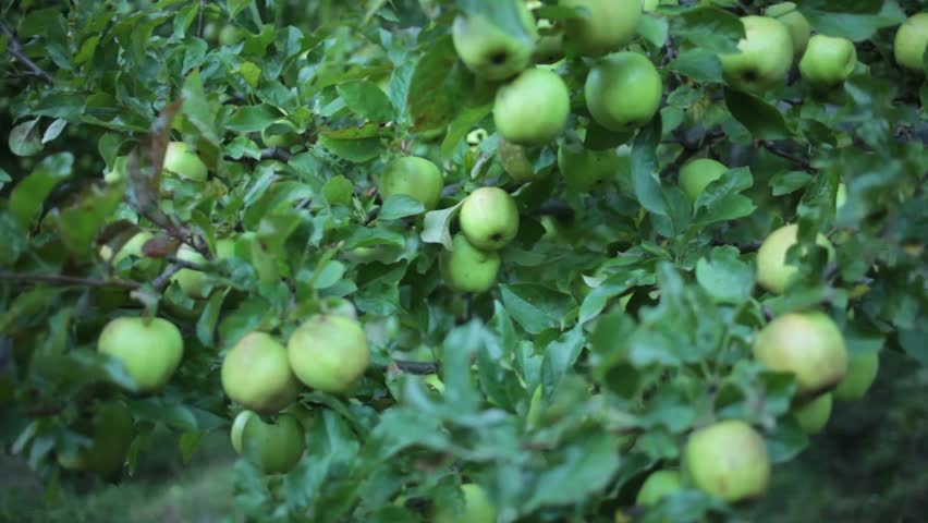 Stock video of apples trees of marpha, mustang, nepal. | 4819199 ...