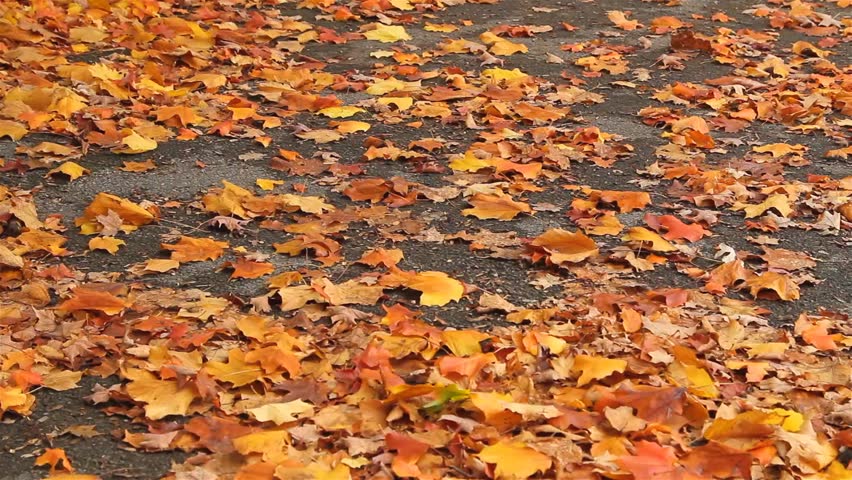 Rust-colored and Withered Autumn Leaves Stock Footage Video (100% ...