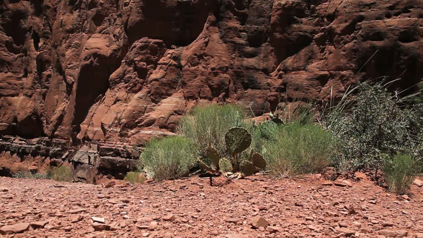 Desert Plants Blowing in the Stock Footage Video (100% Royalty-free ...