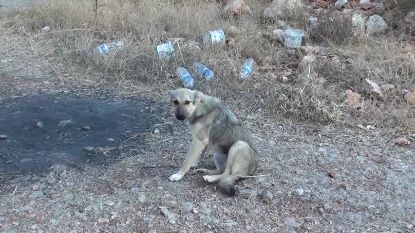 Fawning Street Dog Comes up Stock Footage Video (100% Royalty-free ...