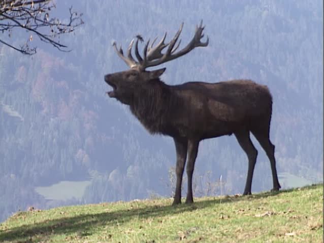 White Roe Deer Stag In Field Stock Footage Video 2659931 | Shutterstock
