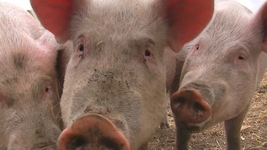 Happy Pigs Crying For Food Stock Footage Video 656479 | Shutterstock