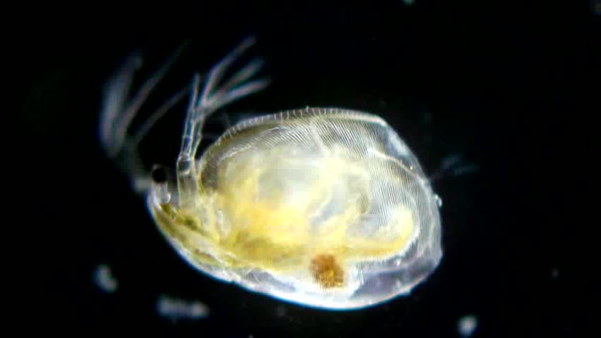 Daphnia Under Microscope Stock Footage Video (100% Royalty-free ...