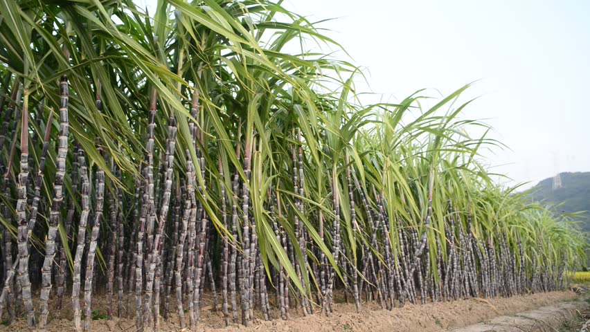 Sugarcane Plant Stock Footage Video | Shutterstock