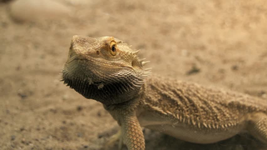 Lizard Close Up. Reptile. Dry Stock Footage Video (100% Royalty-free ...