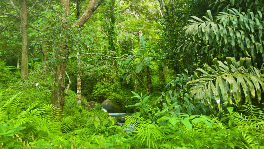 Beautiful Rainforest Stock