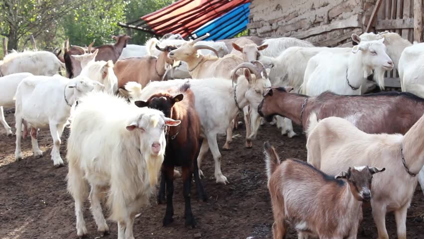 Herd of Goats Stock Footage Video (100% Royalty-free) 5016779 ...