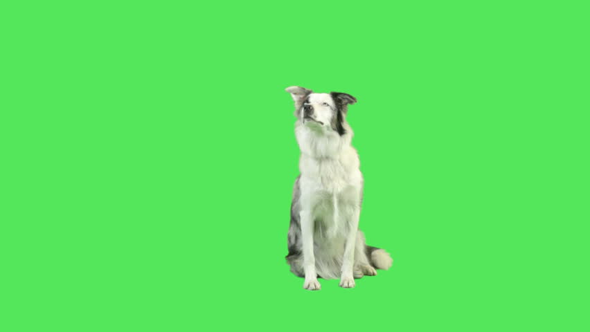 Dancing And Jumping Excited Cute Dog. Shot With Red Camera. Green ...