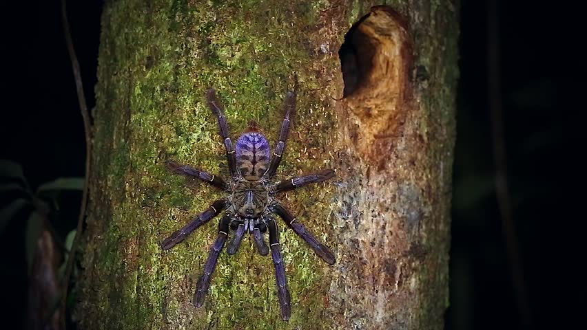 Stock Video Clip of A HUGE Malaysian Earth Tiger Tarantula retreats ...