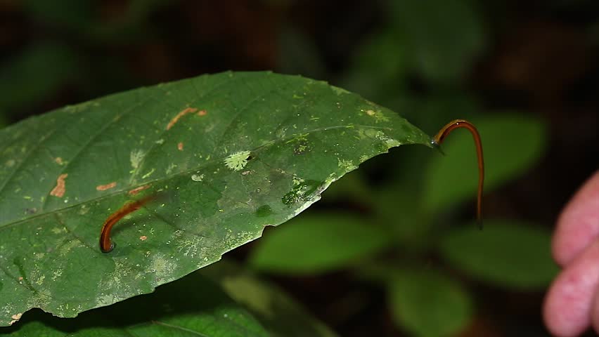 Stock video of terrestrial tiger leeches (haemadipsa picta) are ...