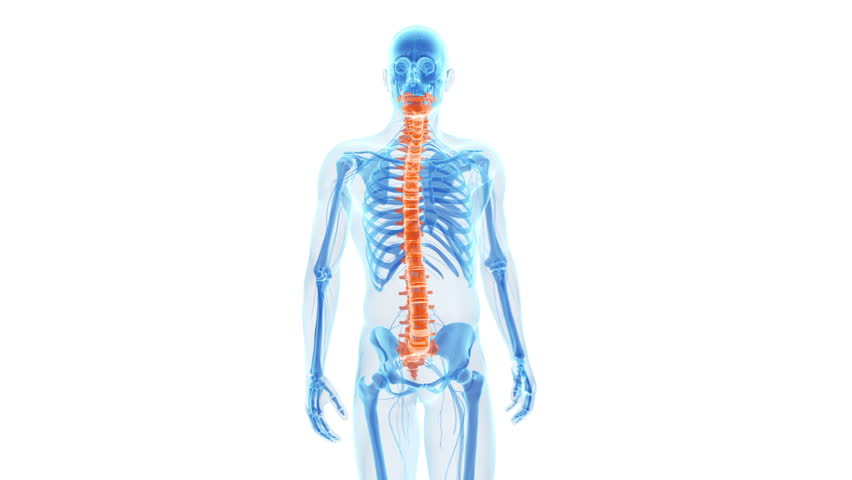 Stock Video Clip of animation showing the spine | Shutterstock