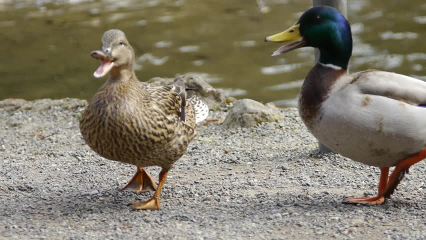 Talking Duck with an Attitude Stock Footage Video (100% Royalty-free ...