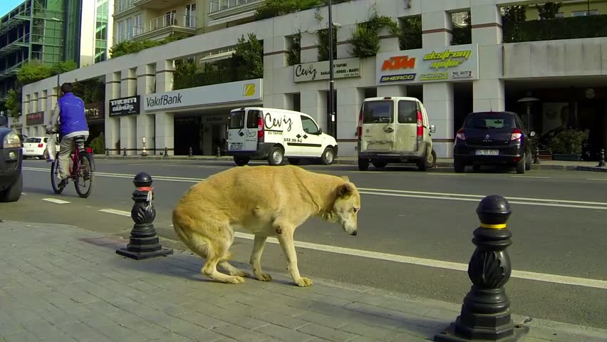 คลิปวิดีโอสต็อกของ istanbul,Turkey-November,2013: The number of stray ...