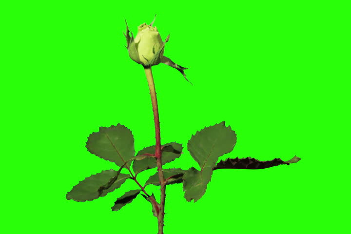 Blooming Green Roses Flower Buds Green Screen, FULL HD. (Rose Super ...