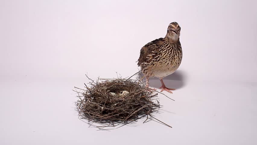 Quail Near the Nest with Stock Footage Video (100% Royalty-free ...