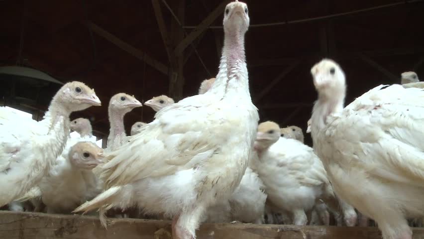 Stock video of turkey farm ranch poultry in barn | 5228609 | Shutterstock