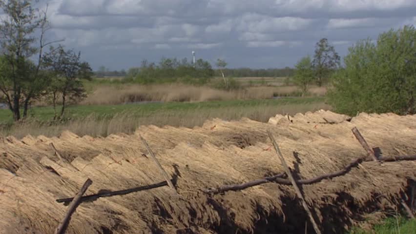 Dutch Peat Bog Landscape. Reed Cultivation In Weerribben-Wieden ...