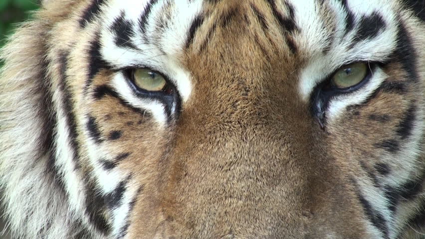 Tiger Eye Stock Footage Video 5294804 | Shutterstock