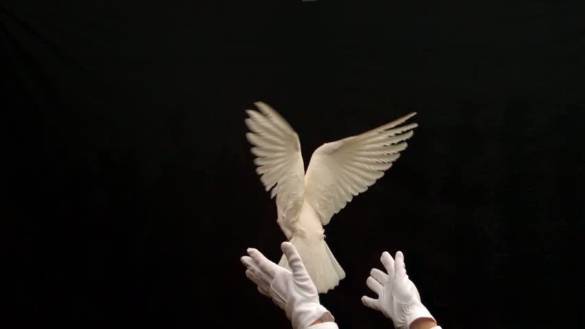 Dove Stock Footage Video | Shutterstock
