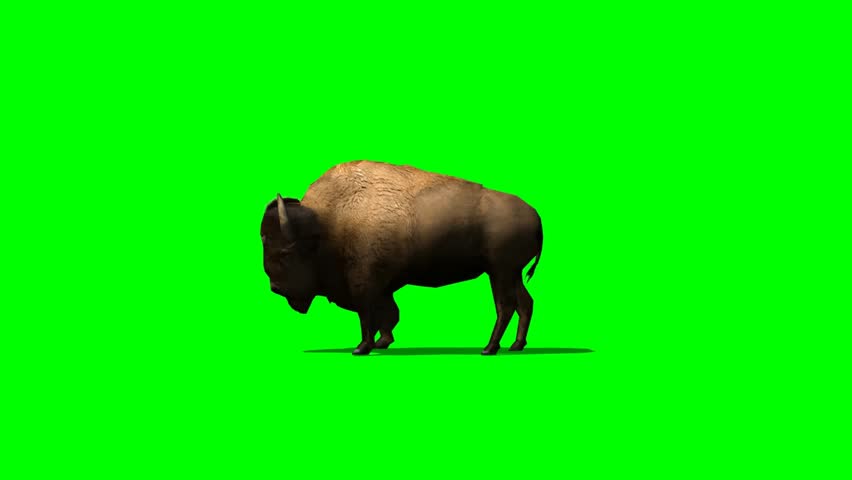 Bison in Motion - Seperated Stock Footage Video (100% Royalty-free ...
