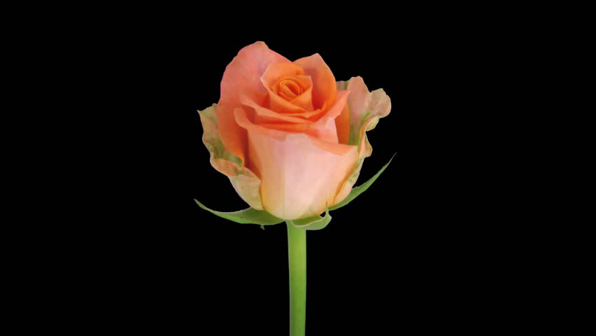 Time-lapse of Opening "colandro" Rose Stock Footage Video (100% Royalty ...