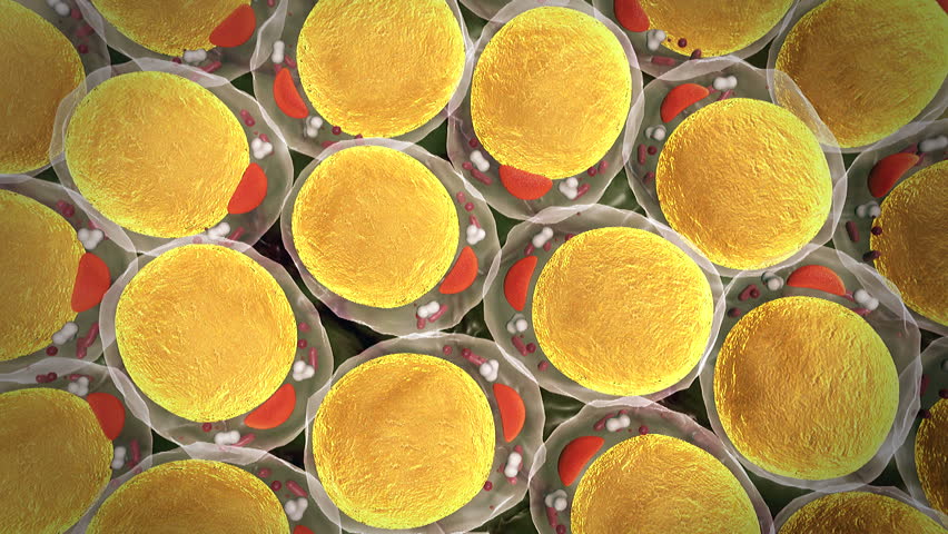 Fat Cell And Macrophage, Field Of Fat Cells, High Quality 3d Render Of ...